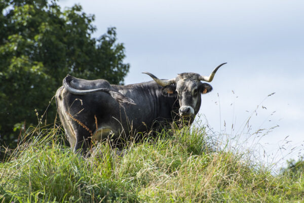 Inicio - Carnicas Vaca Pinta