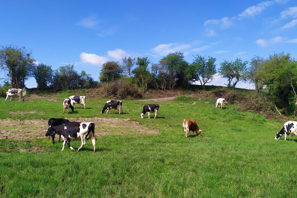 Inicio - Carnicas Vaca Pinta